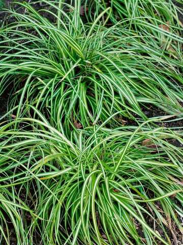 Carex Ice Cream | Bluestone Perennials