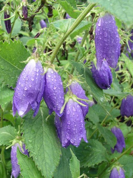 Product Viewer - Campanula Kent-Belle
