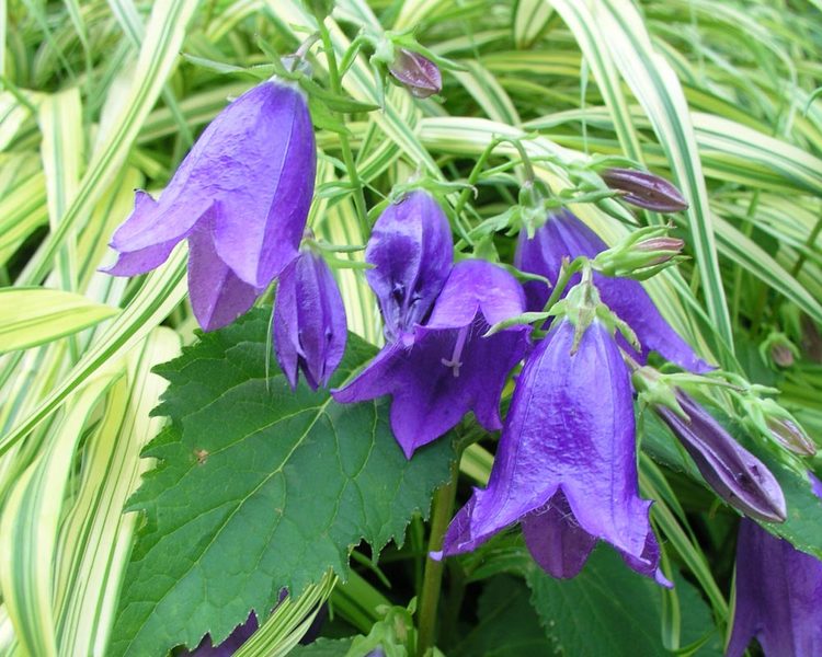 Product Viewer - Campanula Kent-Belle