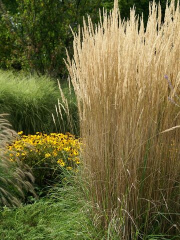 Calamagrostis Karl Foerster | Bluestone Perennials