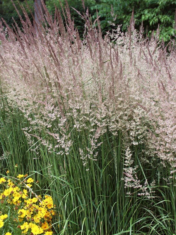 Calamagrostis Karl Foerster | Bluestone Perennials