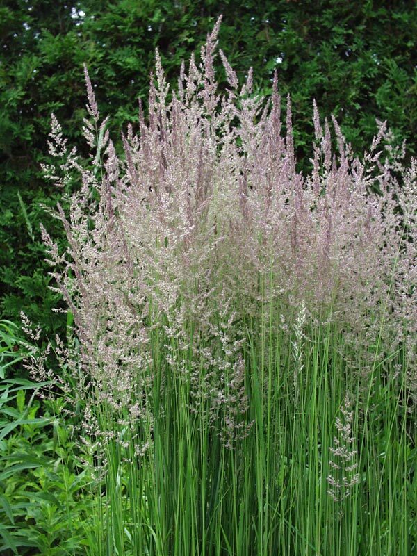 Calamagrostis Karl Foerster | Bluestone Perennials