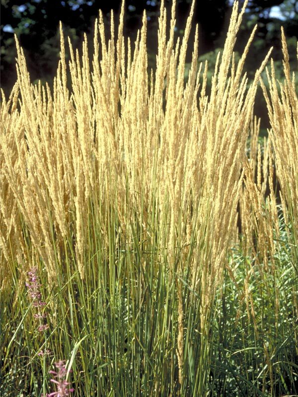 Calamagrostis Karl Foerster | Bluestone Perennials