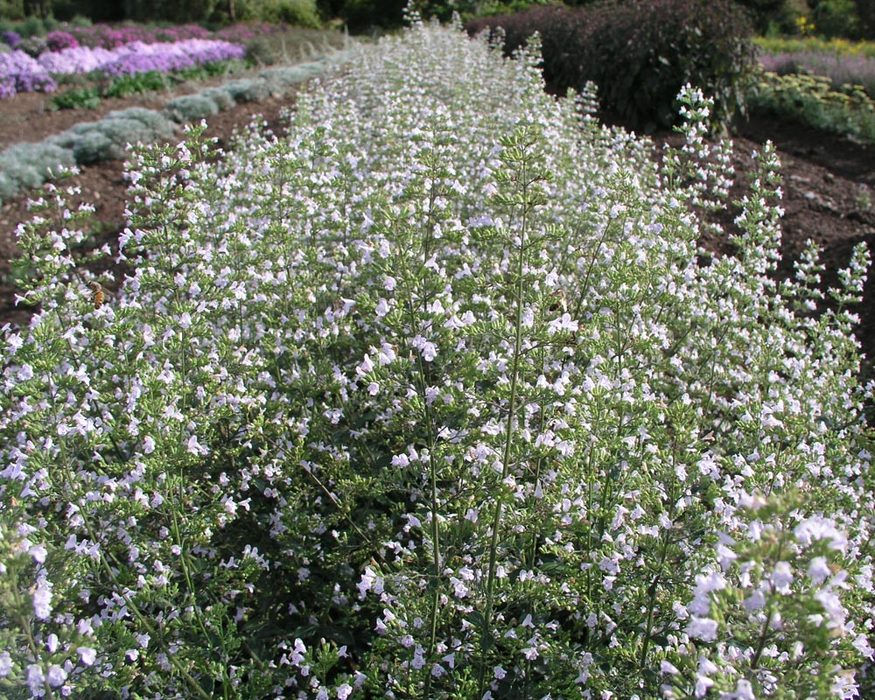 Calamintha Nepeta | Bluestone Perennials