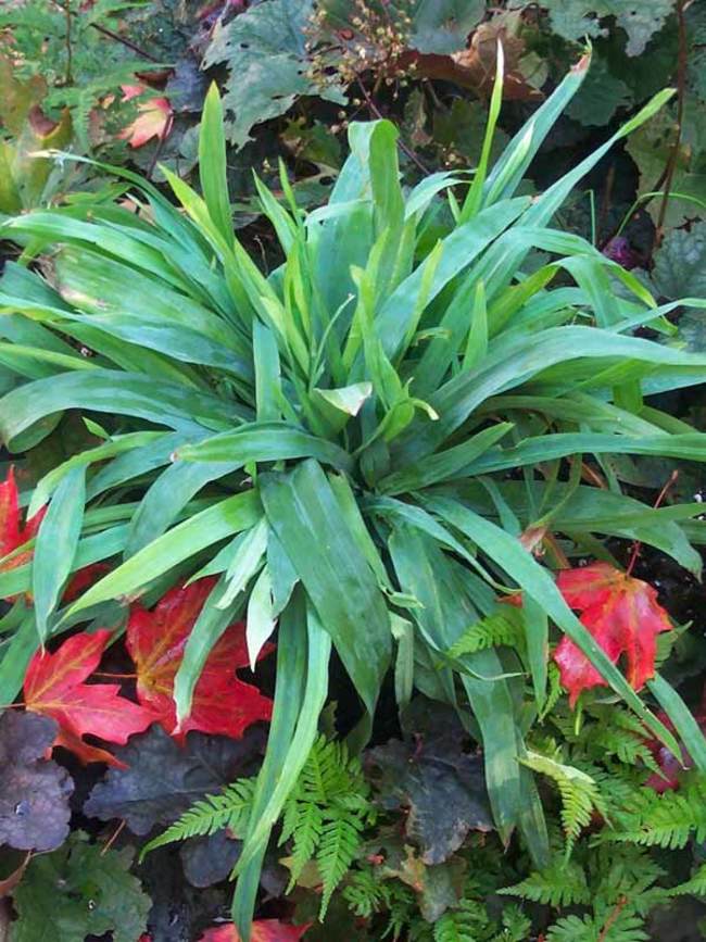 Carex Platyphylla | Bluestone Perennials