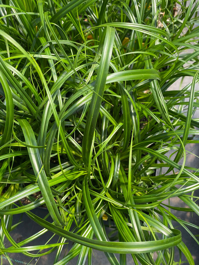 Carex Ribbon Falls | Bluestone Perennials