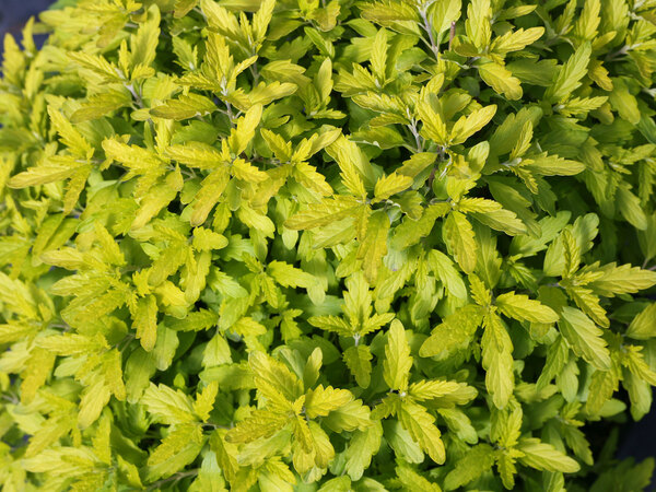 Caryopteris Sunshine Blue II | Bluestone Perennials