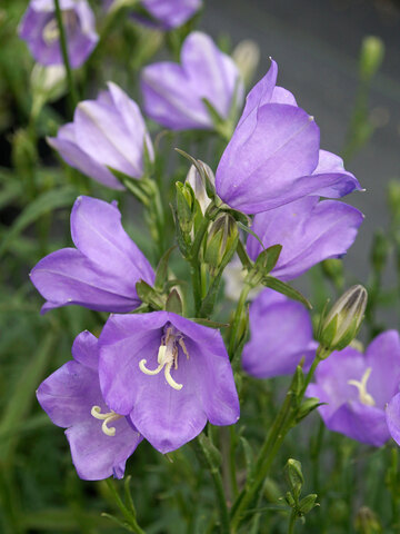 Campanula Takion Blue | Bluestone Perennials