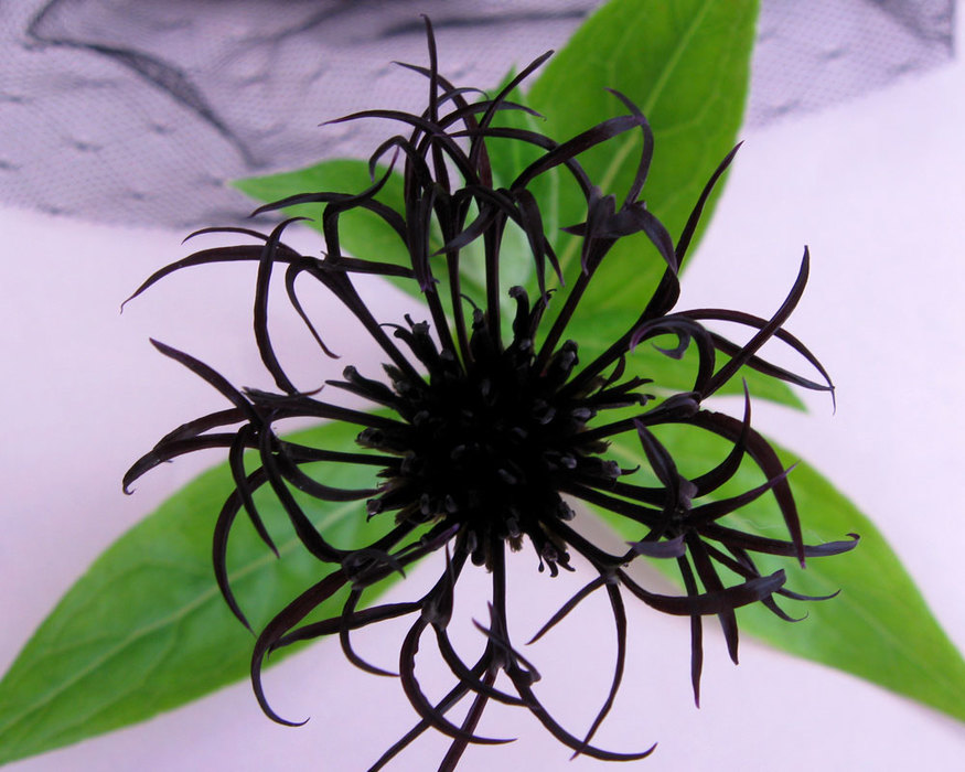 Centaurea Montana Black Sprite | Bluestone Perennials