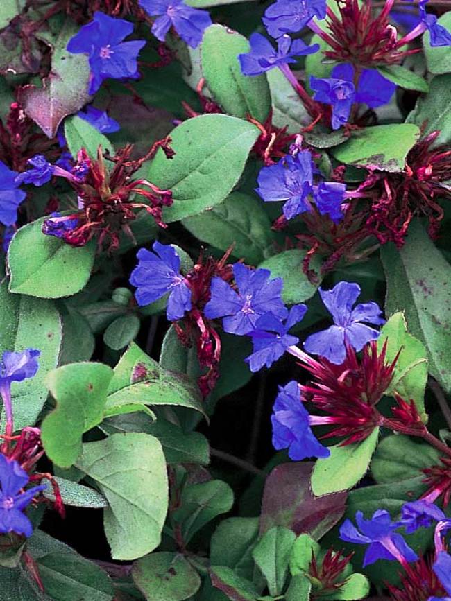 Ceratostigma Plumbaginoides | Bluestone Perennials