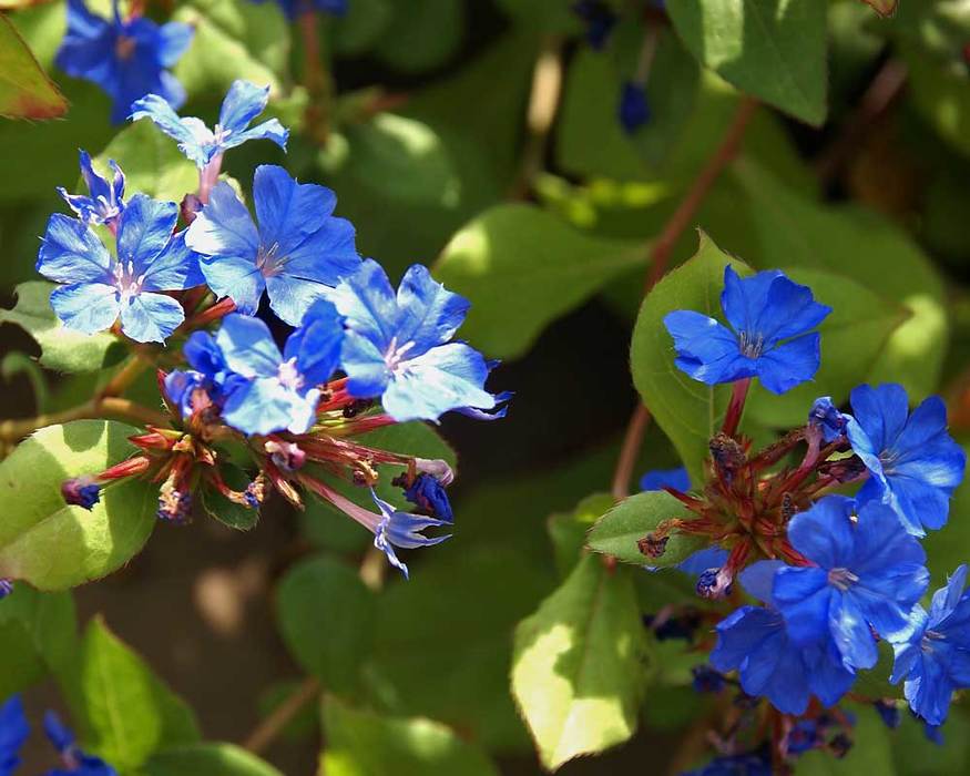 Ceratostigma Plumbaginoides | Bluestone Perennials