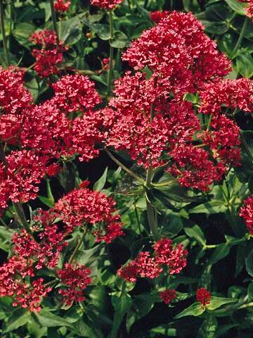 Centranthus Ruber | Bluestone Perennials