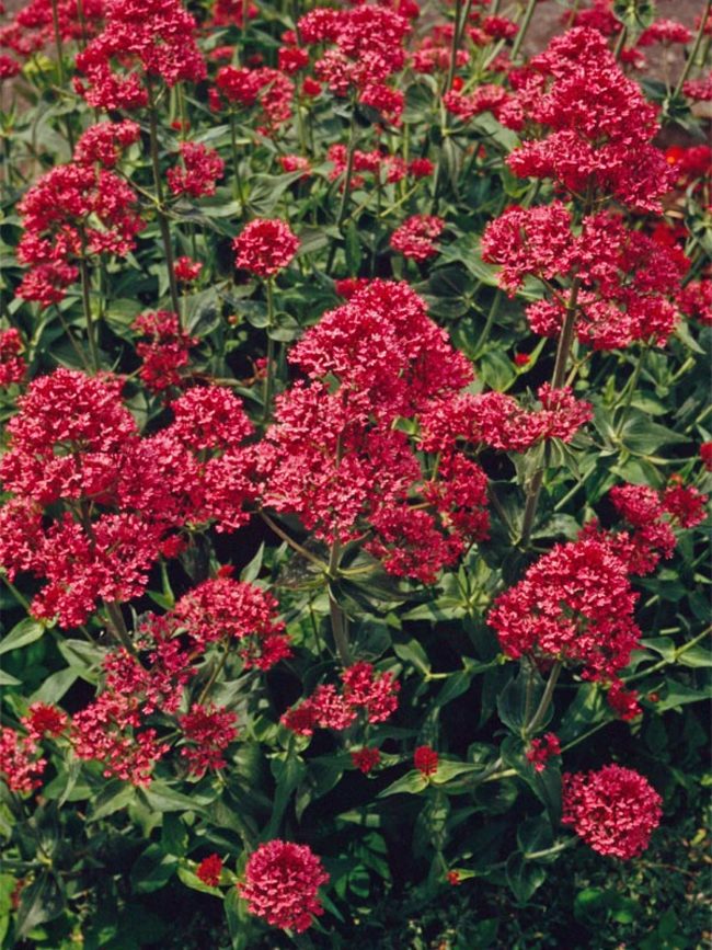 Centranthus Ruber | Bluestone Perennials