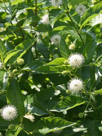 Cephalanthus Sugar Shack | Bluestone Perennials