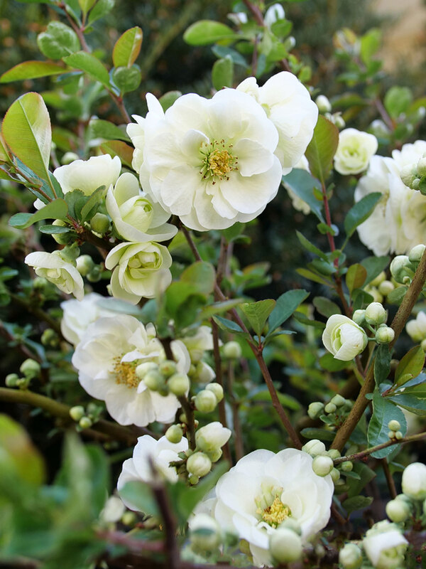 Chaenomeles Double Take Eternal White | Bluestone Perennials