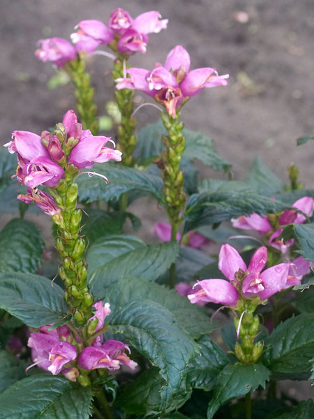 Product Viewer - Chelone Hot Lips