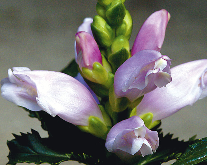 Chelone Hot Lips | Bluestone Perennials