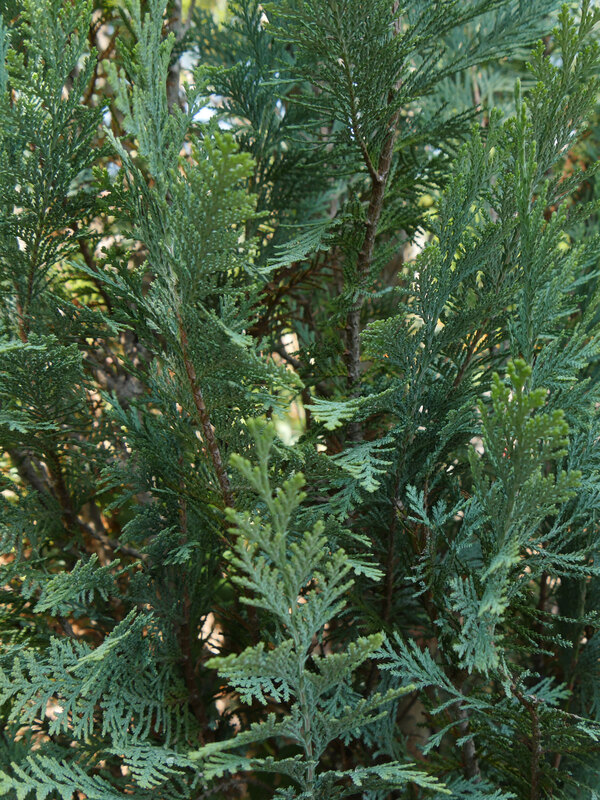 Chamaecyparis Pinpoint Blue | Bluestone Perennials