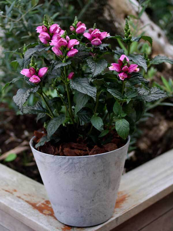 Chelone Tiny Tortuga | Bluestone Perennials