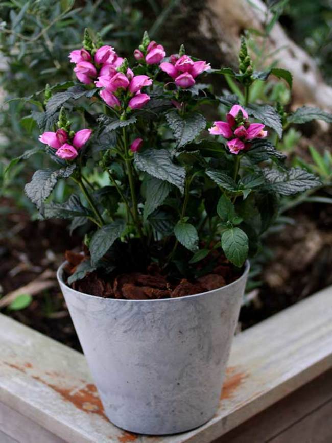 Chelone Tiny Tortuga | Bluestone Perennials