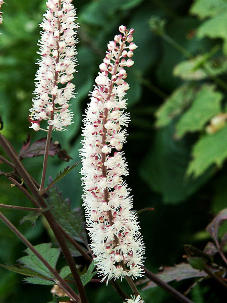 Product Viewer - Cimicifuga Racemosa