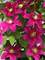 Clematis Acropolis -- Bluestone Perennials