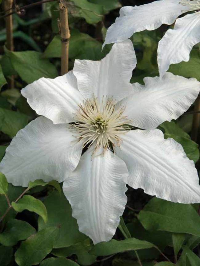 Clematis Gillian Blades | Bluestone Perennials