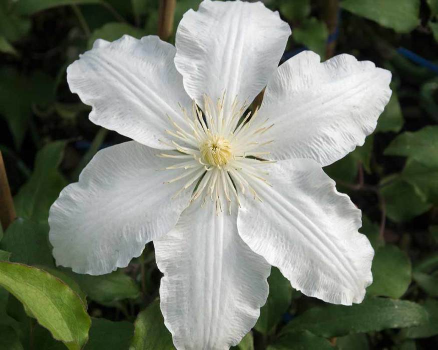 Clematis Gillian Blades | Bluestone Perennials