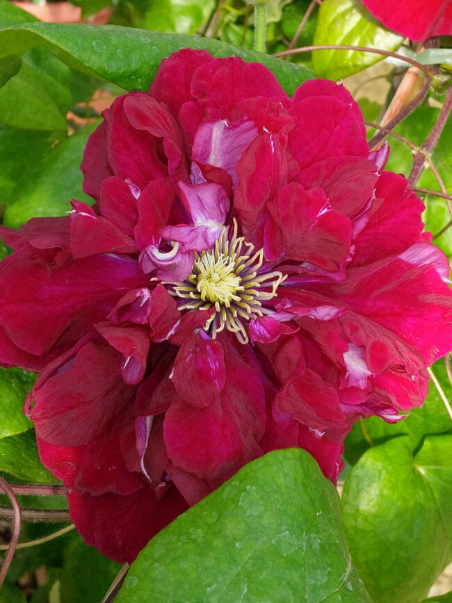 Clematis Charmaine | Bluestone Perennials
