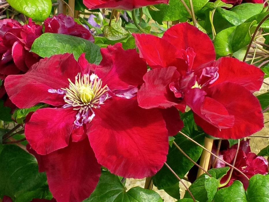 Clematis Charmaine | Bluestone Perennials
