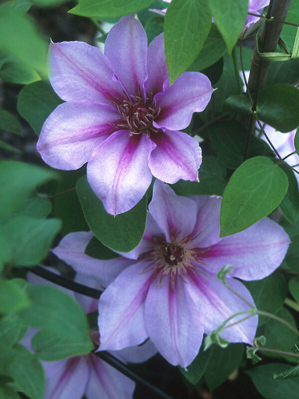 Clematis Candy Stripe | Bluestone Perennials
