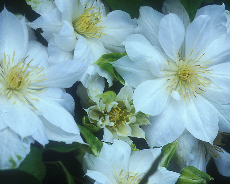 Product Viewer - Clematis Duchess-of-Edinburgh