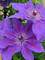 Clematis Edda -- Bluestone Perennials