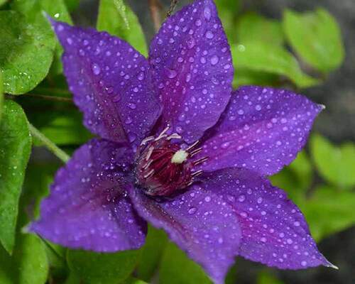 Clematis Edda | Bluestone Perennials