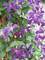 Clematis Happy Jack -- Bluestone Perennials