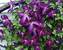 Clematis Happy Jack -- Bluestone Perennials