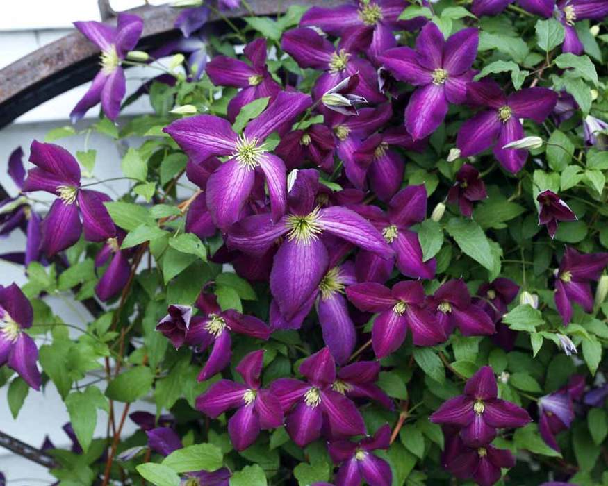 Clematis Happy Jack | Bluestone Perennials