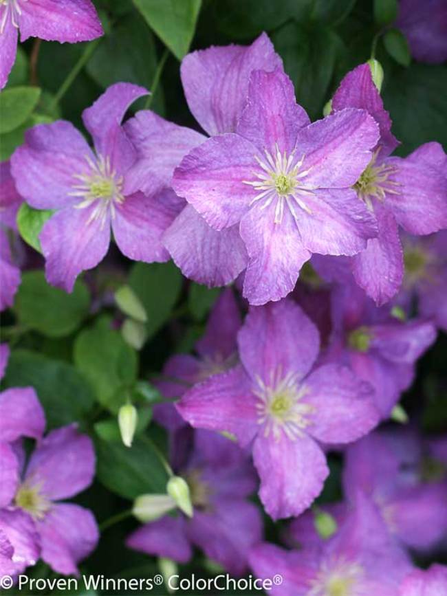 Clematis Jolly Good | Bluestone Perennials
