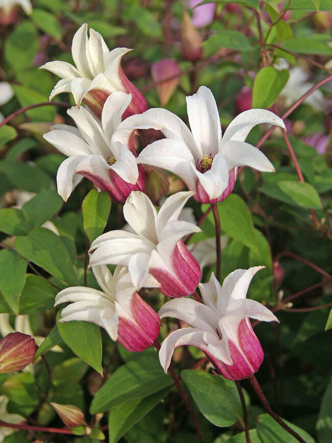 Clematis Princess Kate | Bluestone Perennials