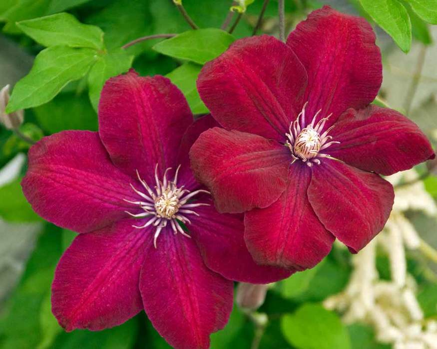 Rouge Cardinal Clematis Vine