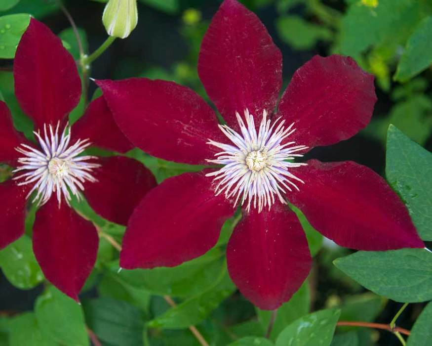 Clematis Rebecca | Bluestone Perennials