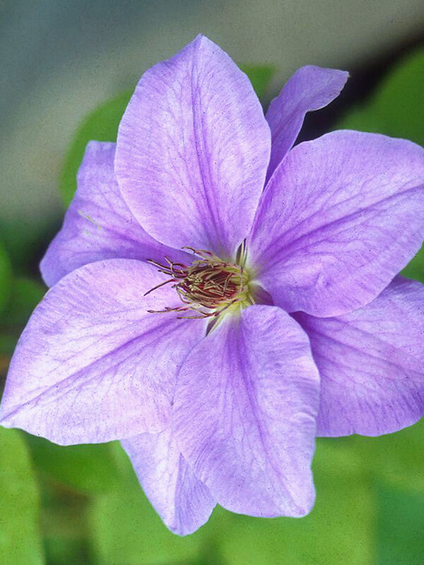 Clematis Ramona | Bluestone Perennials
