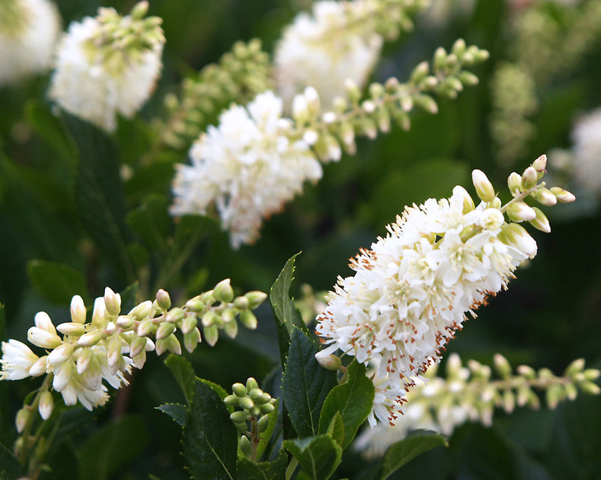 Clethra Sugartina Crystalina | Bluestone Perennials