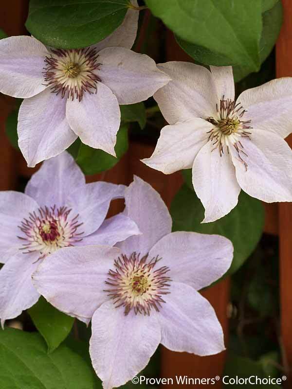 Clematis Still Waters | Bluestone Perennials