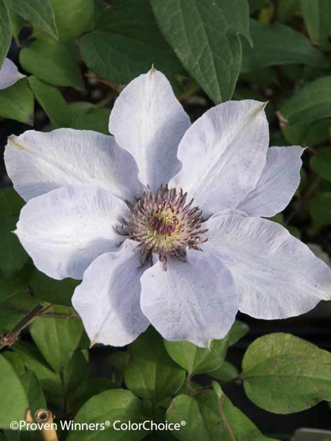 Clematis Still Waters | Bluestone Perennials