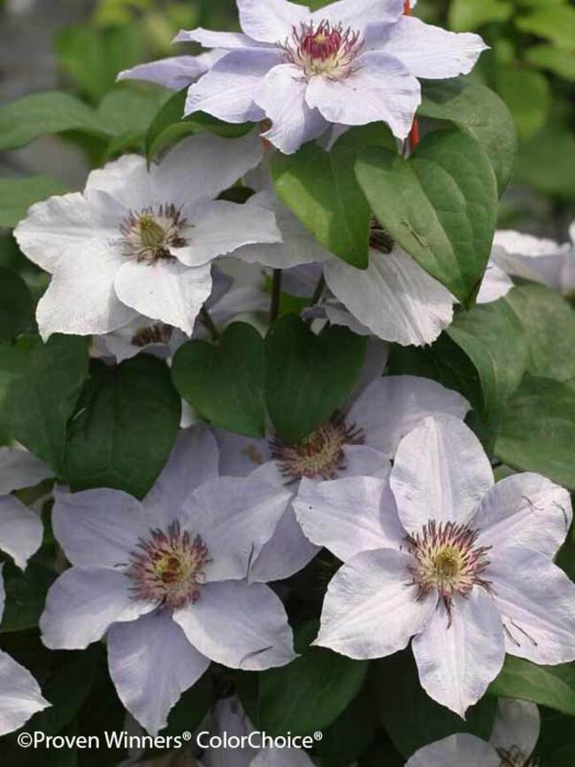Clematis Still Waters | Bluestone Perennials