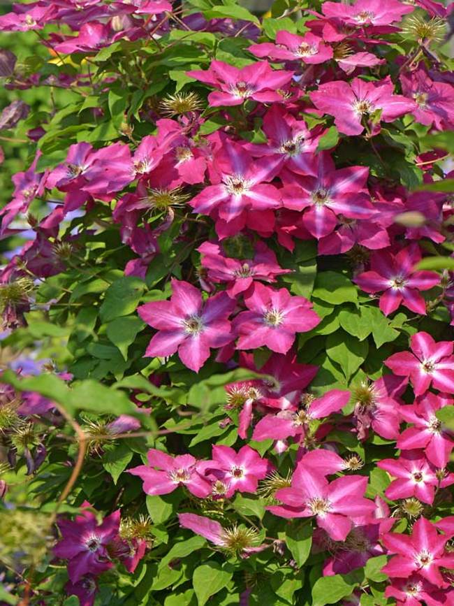 Clematis Viva Polonia | Bluestone Perennials