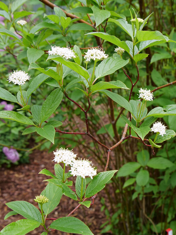 Cornus Arctic Fire | Bluestone Perennials