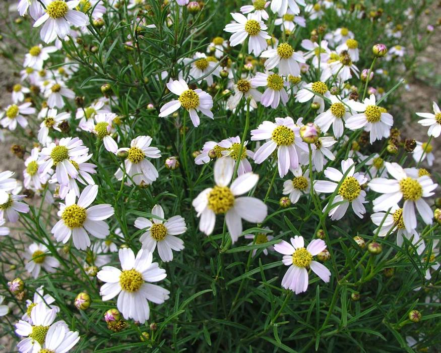 Coreopsis Alba | Bluestone Perennials