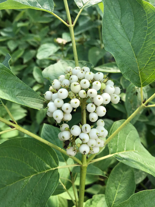 Cornus Arctic Fire Yellow | Bluestone Perennials